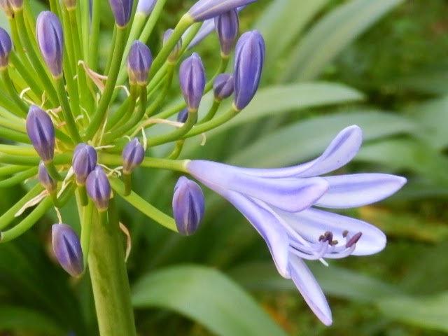 Mi mundo en fotos: Flor lila del Nilo o Agapanto (2)