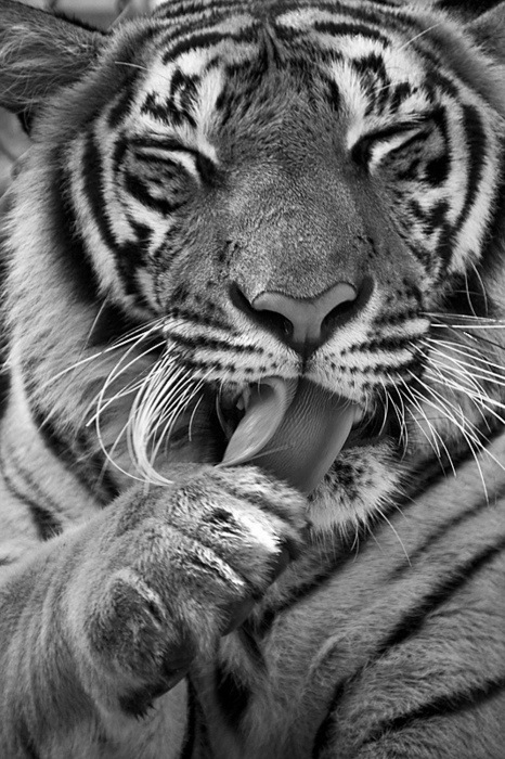Pinterest Tigers