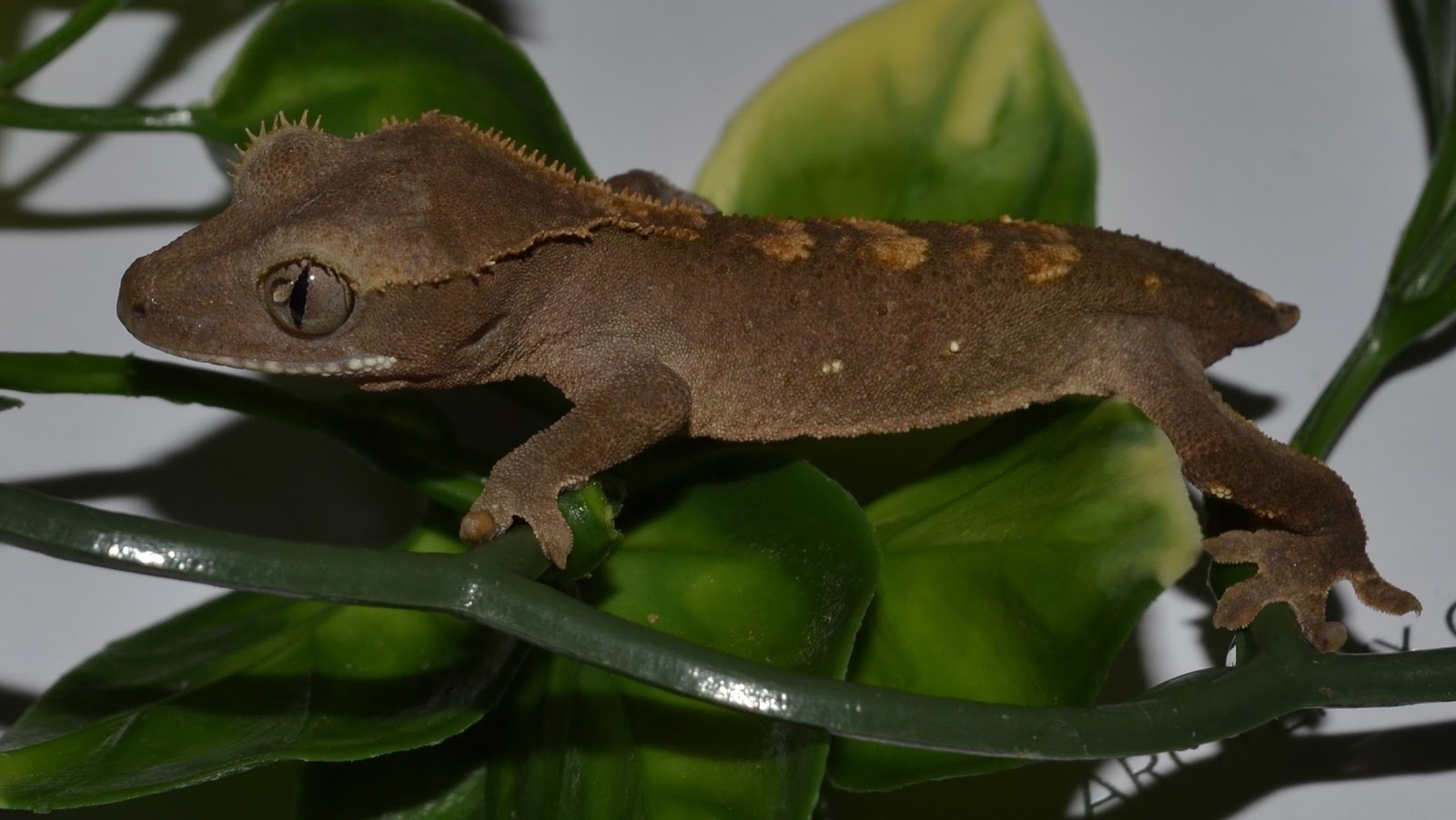 Crested Geckos Blog: December Crested Gecko Update