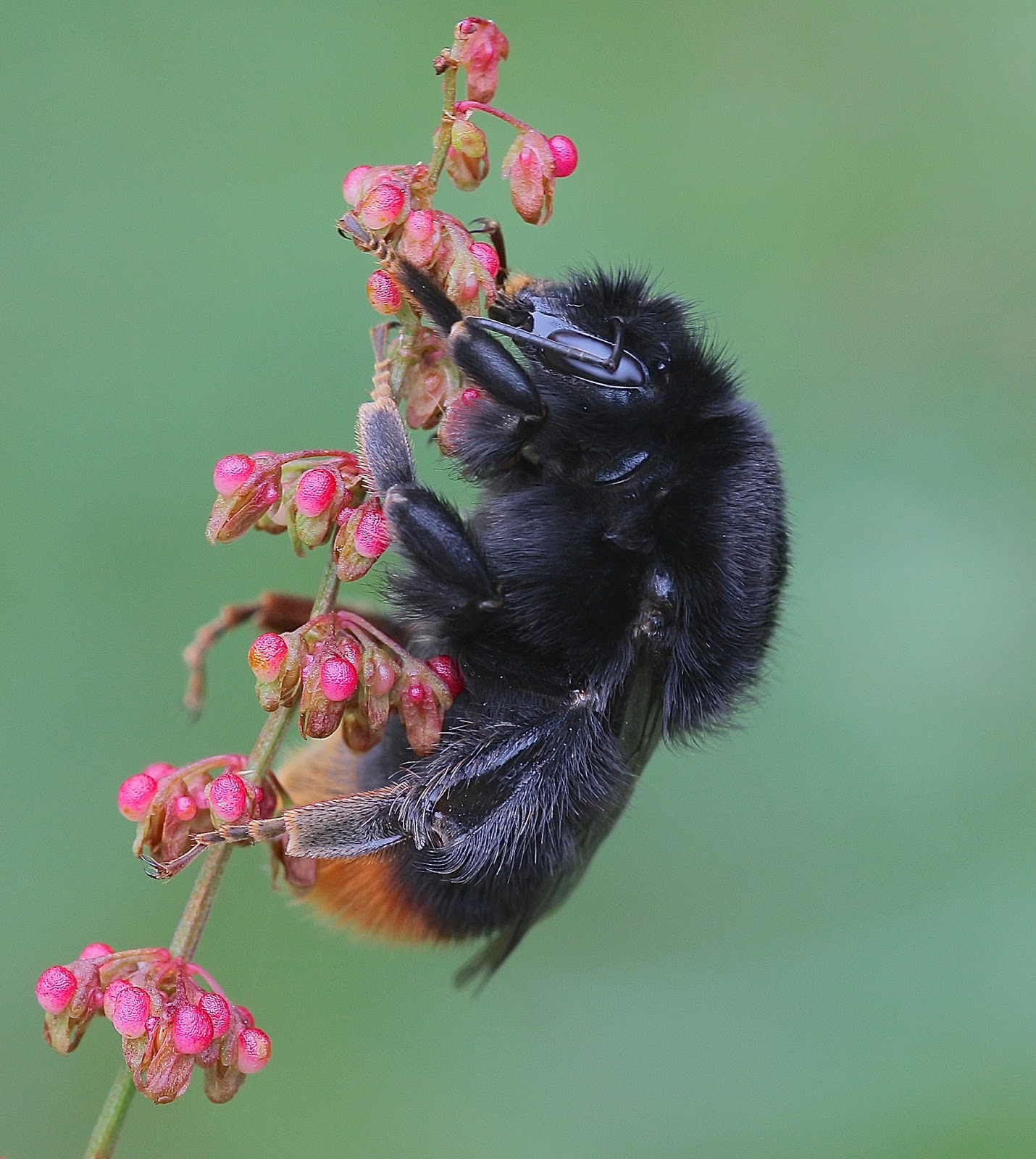 Butterflies of the UK. an insight into their lives: Red-tailed ...