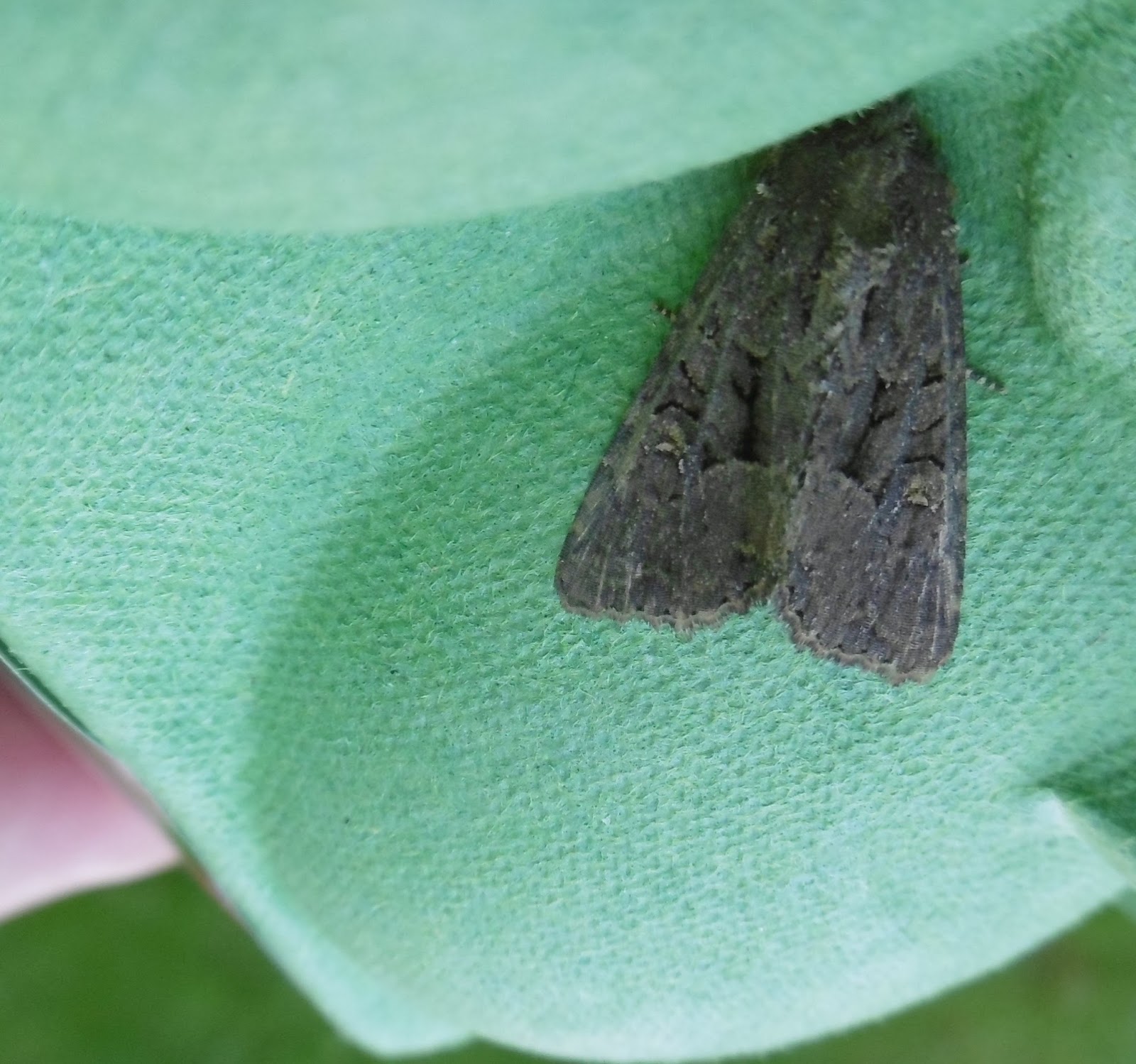 Moths In Chicken Coop at Laura Mullen blog