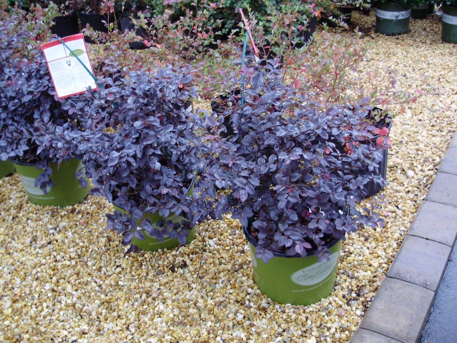 City Cottager: Loropetalum, Ever Red