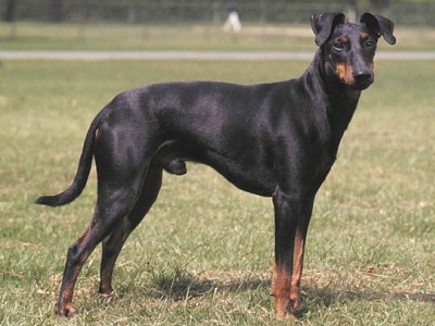 Medium-Sized Dog Breeds: Standard Manchester Terrier Dogs