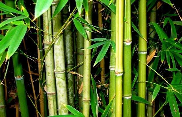 mybeautifulILOILO: Maasin: Bamboo Capital of Iloilo
