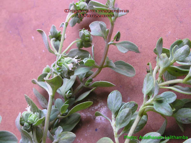 Medicinal Plants: Origanum majorana, maruvam, sweet marjoram, murwam ...