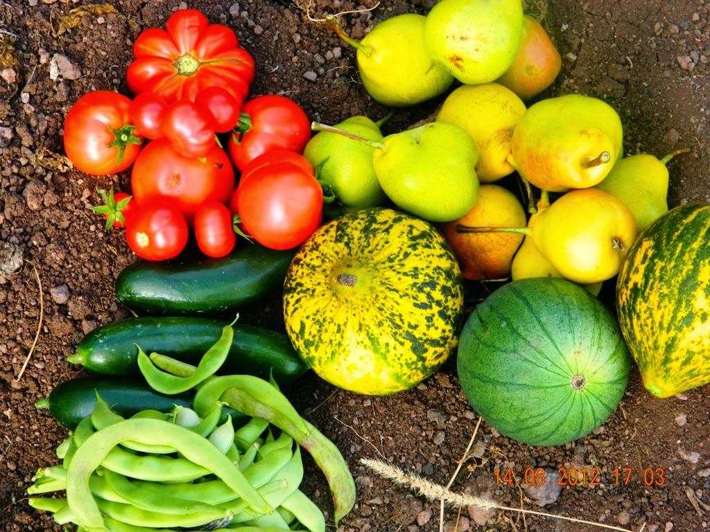 köy bahçesinden toplanan organik meyve ve sebze resmi - doğa ...