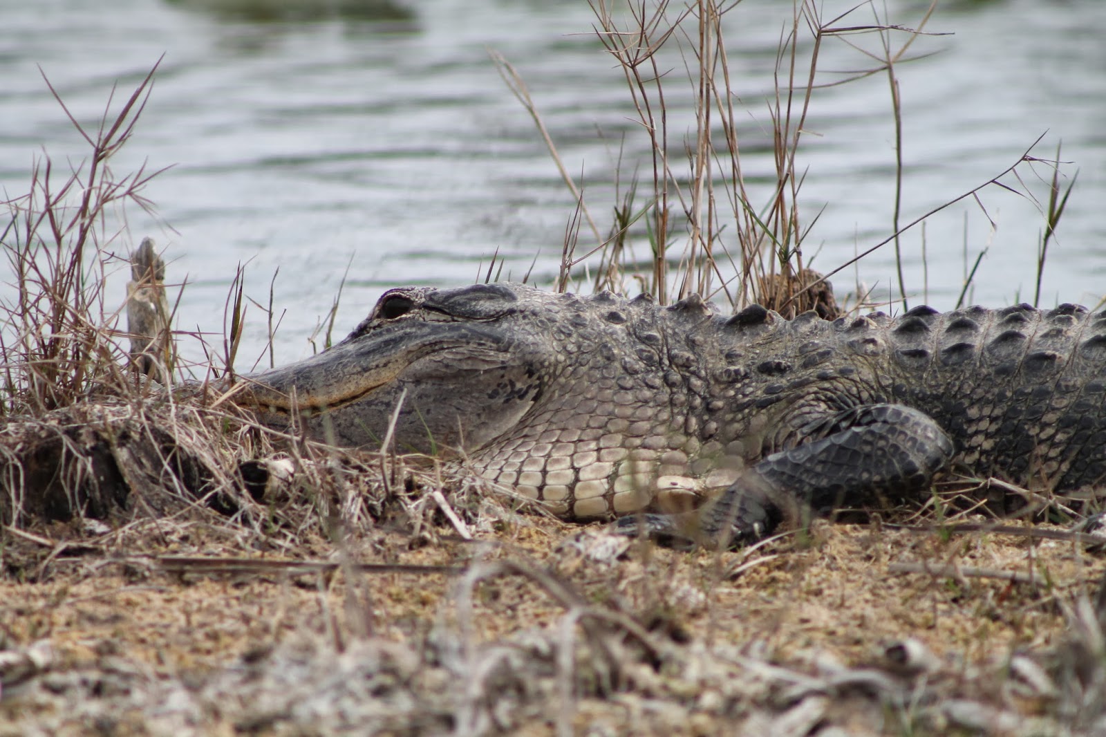 Random Ramblings, And Poetic Thoughts: Gator Photo Shoot