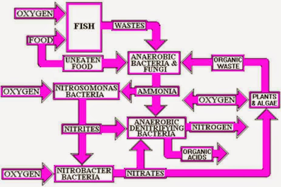 REFERENSI TEKNIK TEKNIK BUDIDAYA PERIKANAN MODERN: Bakteri Nitrifikasi ...