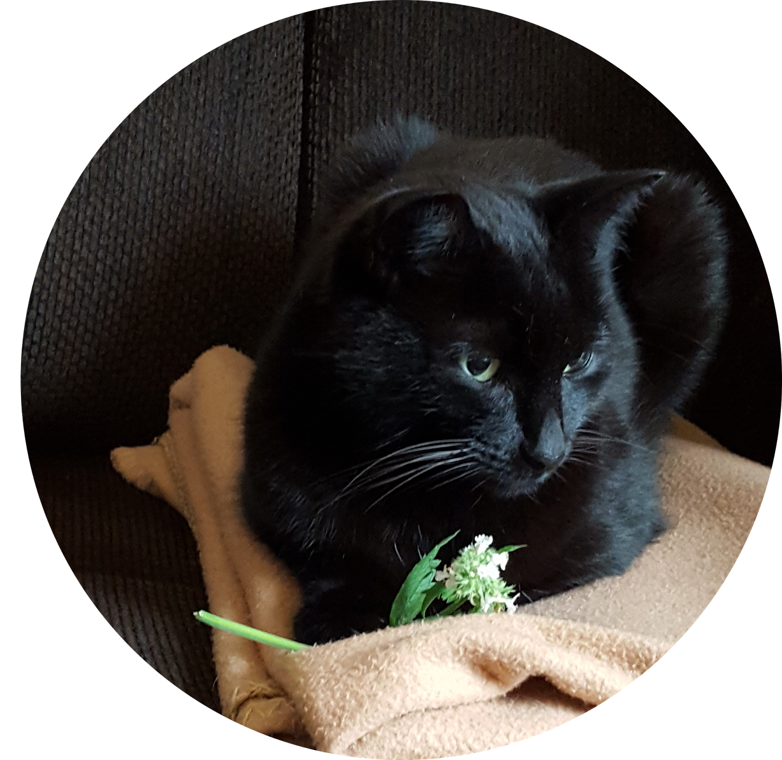 MY IBD CAT my-ibd-cat