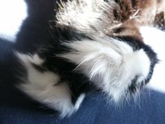 fourwhitepaws: Vermont Catamount