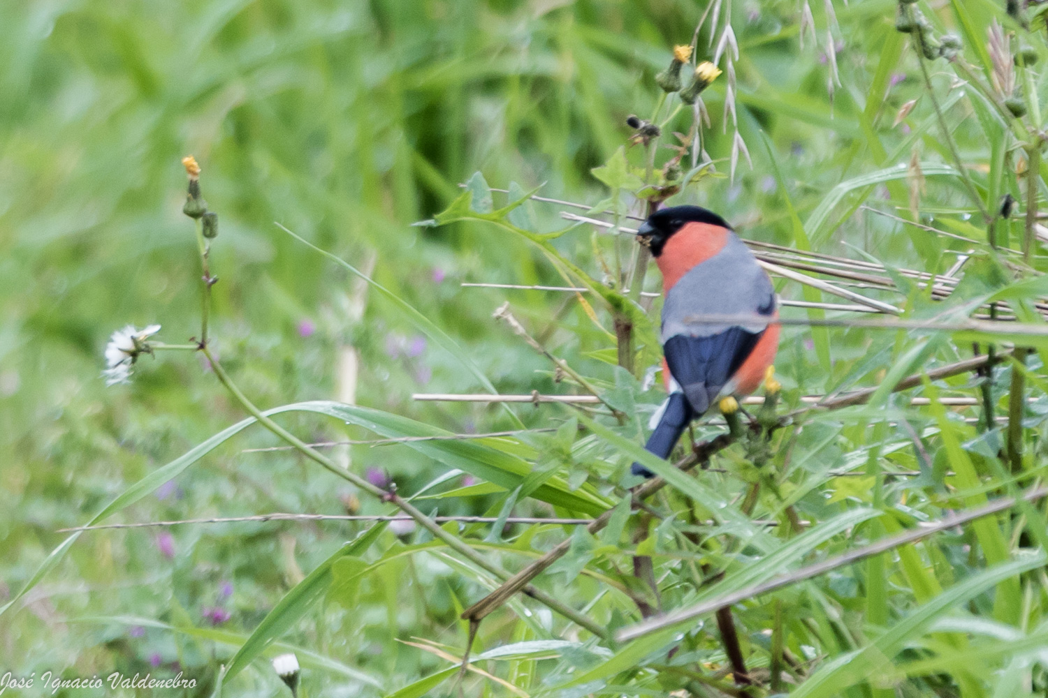 DocNatureBlog: Colorín, colorado, éste pájaro me ha encantado ...