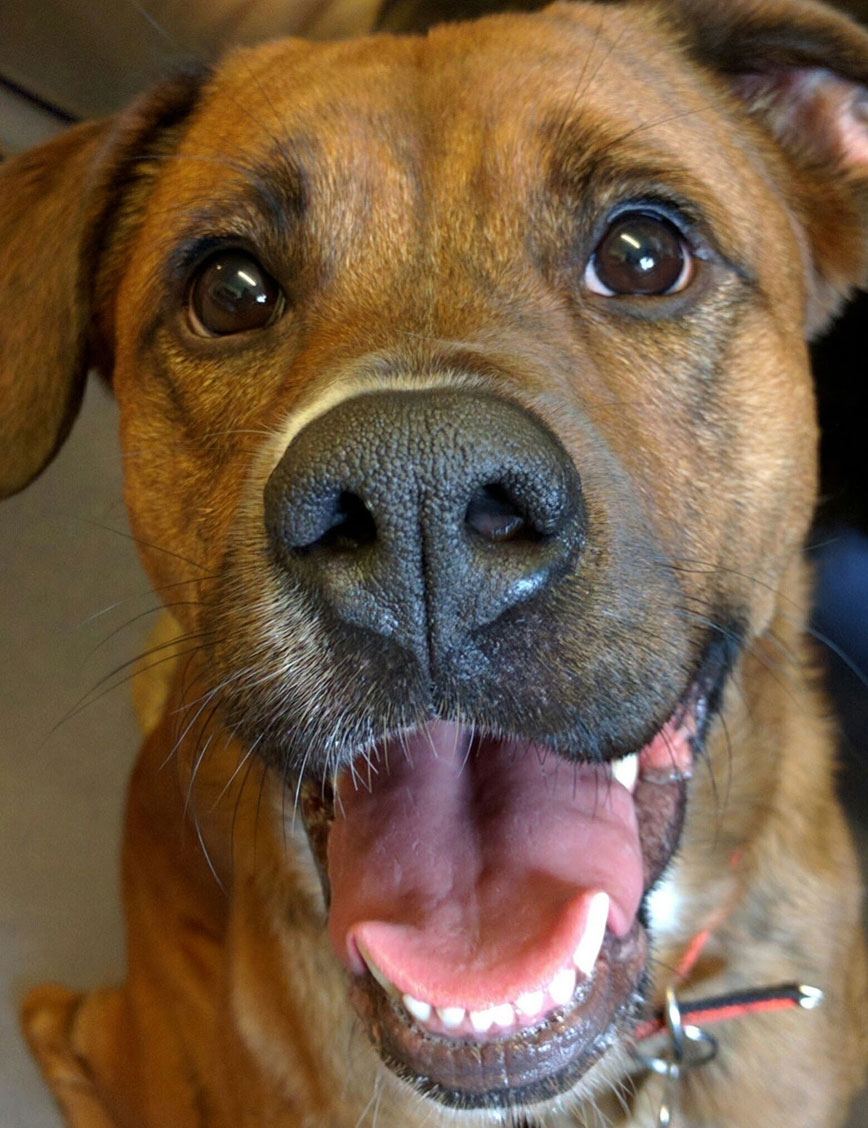 Companion Animal Psychology: Happy Dogs: Photos