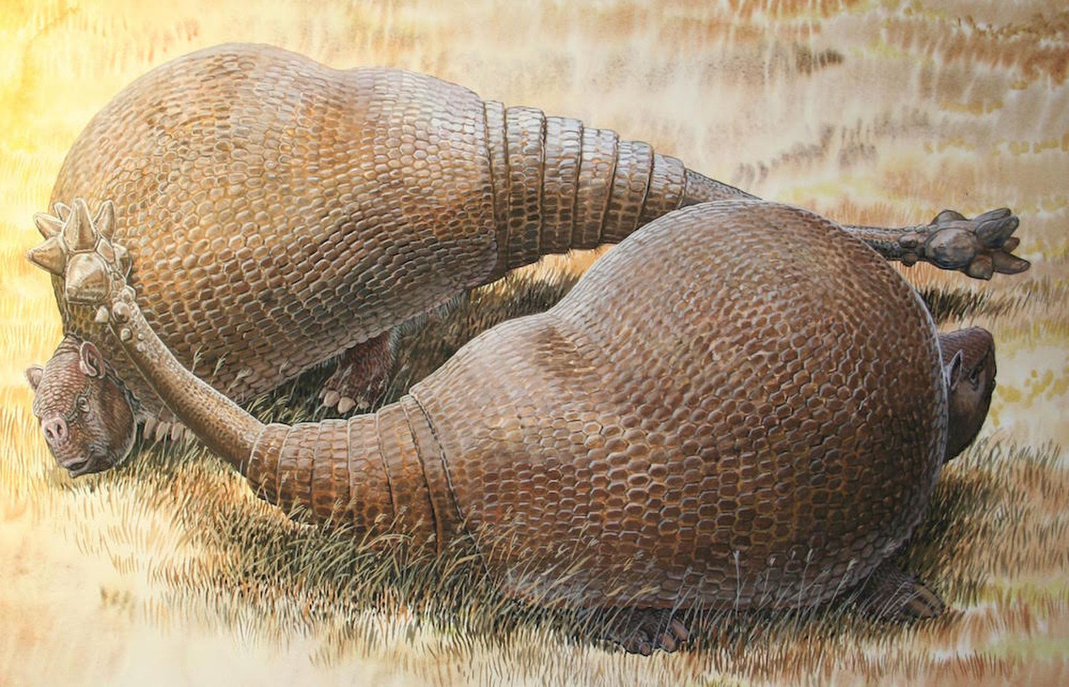 Noticias de Paleontologia: Doedicurus, el mayor armadillo de todos los ...