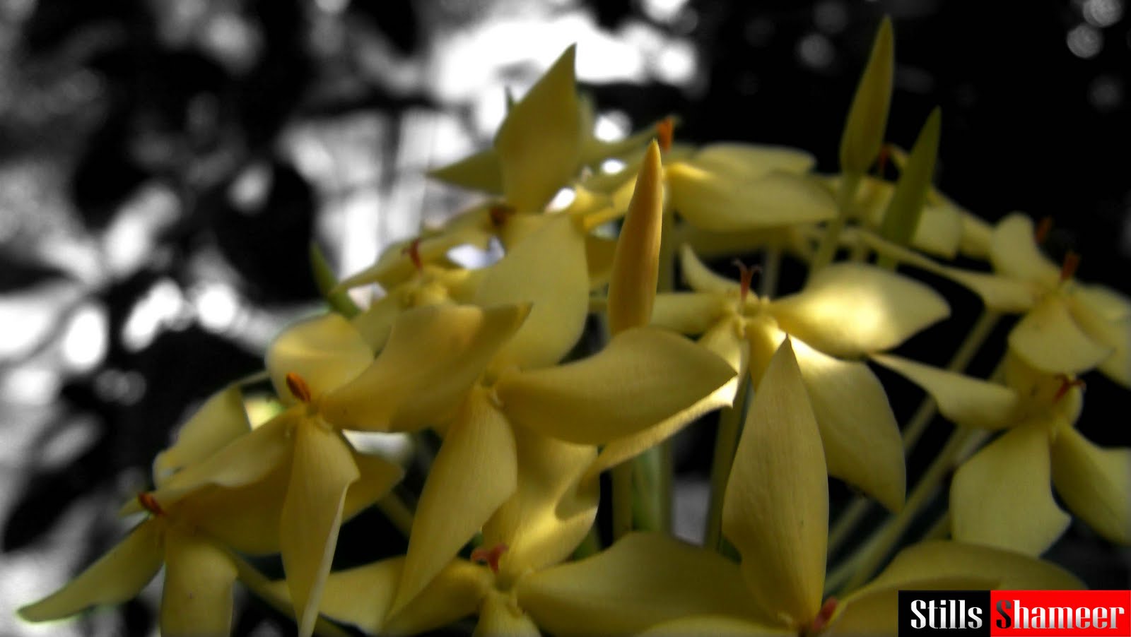 Shameer Ahammed Thodupuzha