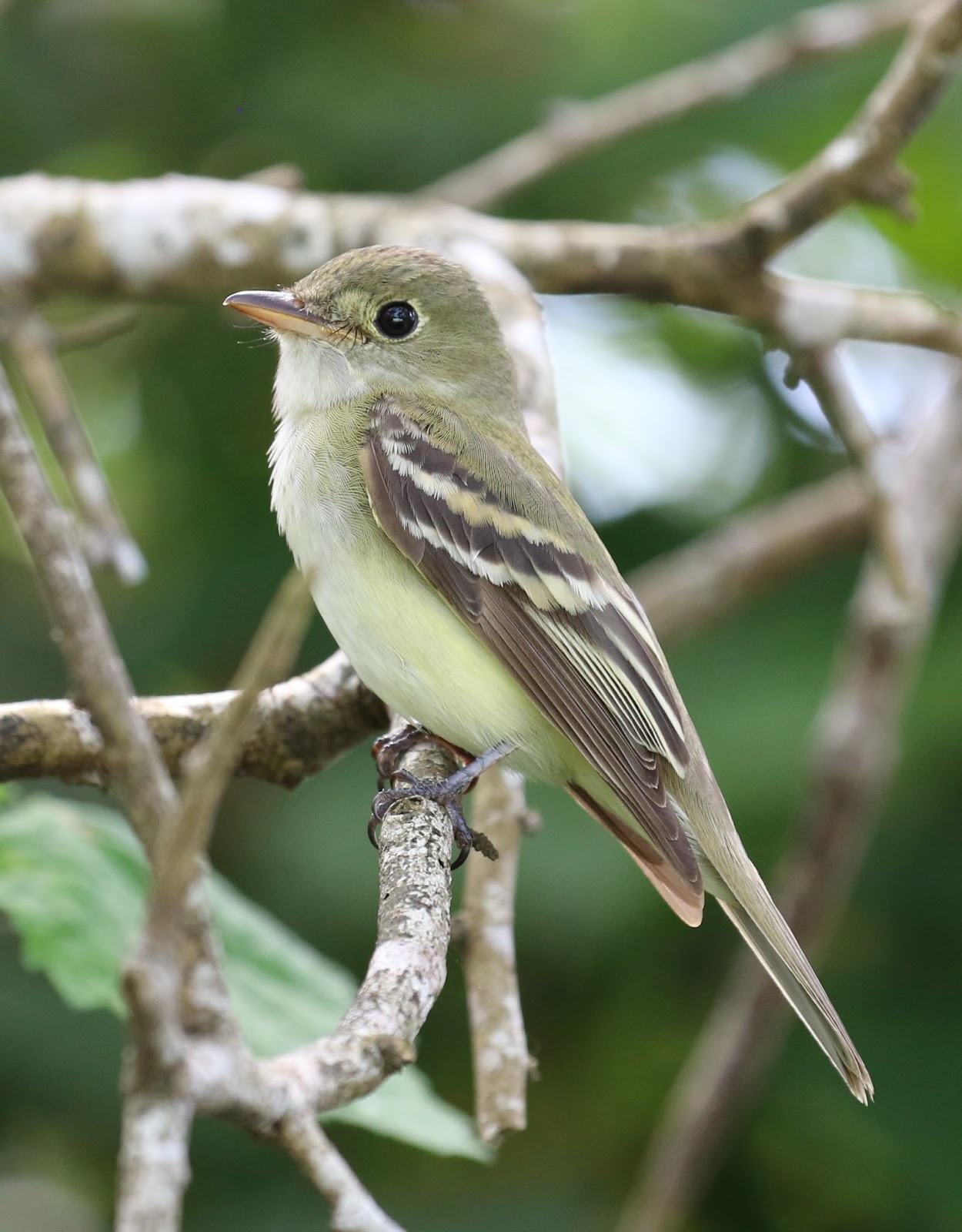 Antshrike's Bird Blog: Empidonax identification during spring migration ...