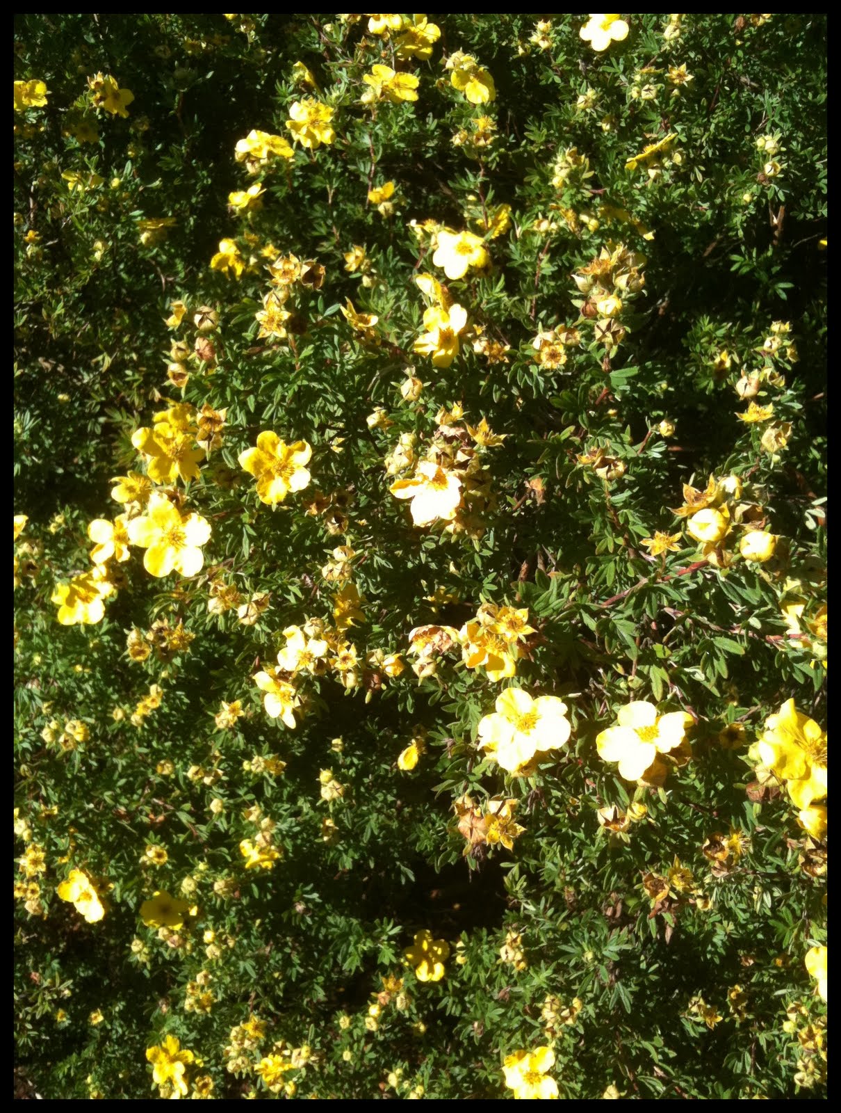 Saa som i himmelen...