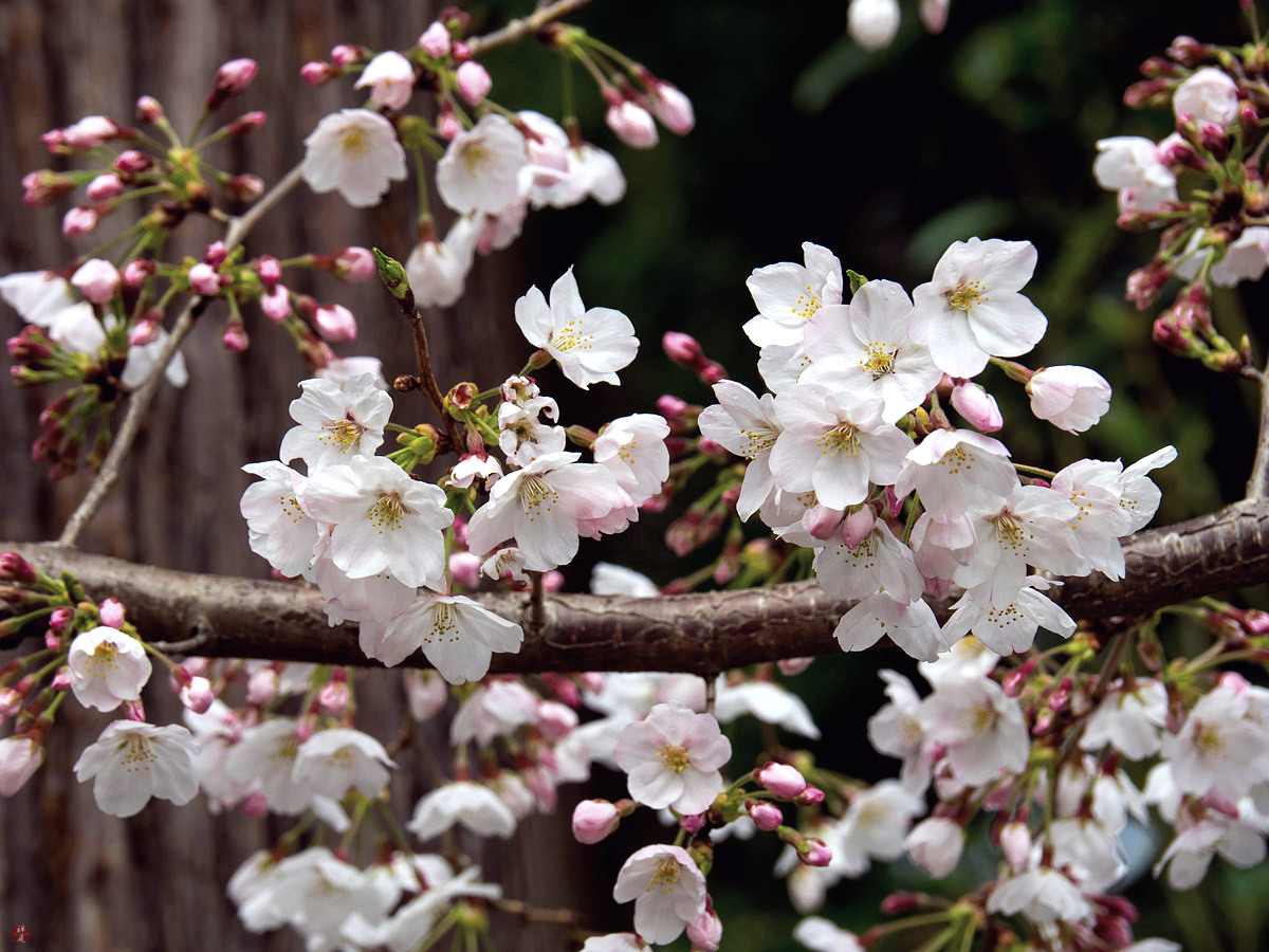 FROM THE GARDEN OF ZEN: Sakura (Japanese flowering cherry) blossoms ...