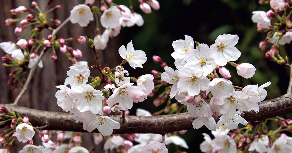 FROM THE GARDEN OF ZEN: Sakura (Japanese flowering cherry) blossoms ...
