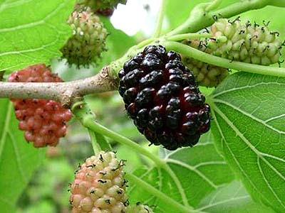 LJEKOVITO BILJE I LIJECENJE BILJEM: LJEKOVITO BILJE: Bijeli i crni dud ...