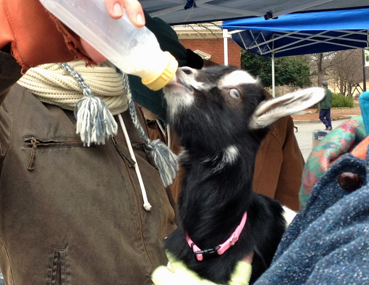 To Dog With Love: Wordless Wednesday: Rocco Meets a Baby Goat