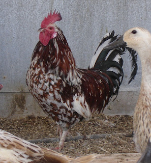 Aloha Chickens: The First Swedish Flower x Aloha Chicks