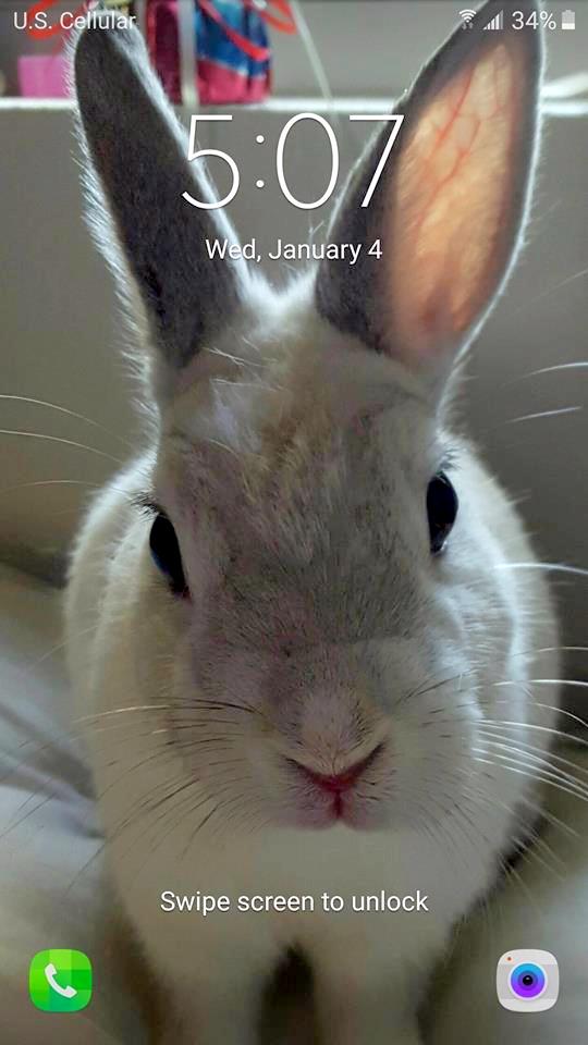 Rabbit Ramblings: Screen Saver Bunnies