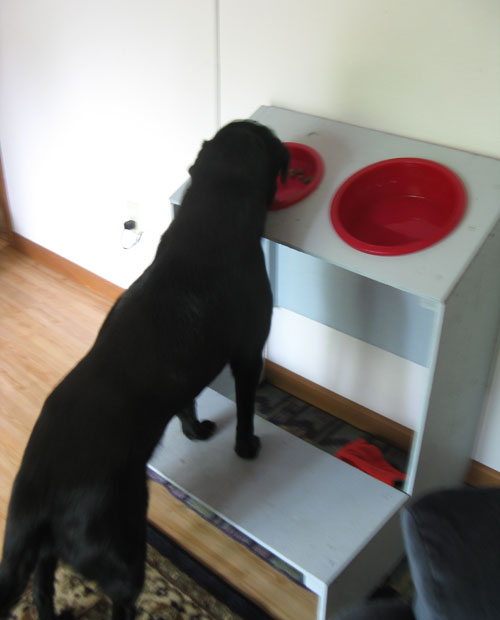 pneumonia canina , megaesofago e refluxo em cães - PetEscadas