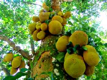 ALIMENTE-SE COM SABEDORIA!: PROTEÍNA EXTRAÍDA DA SEMENTE DE JACA ...