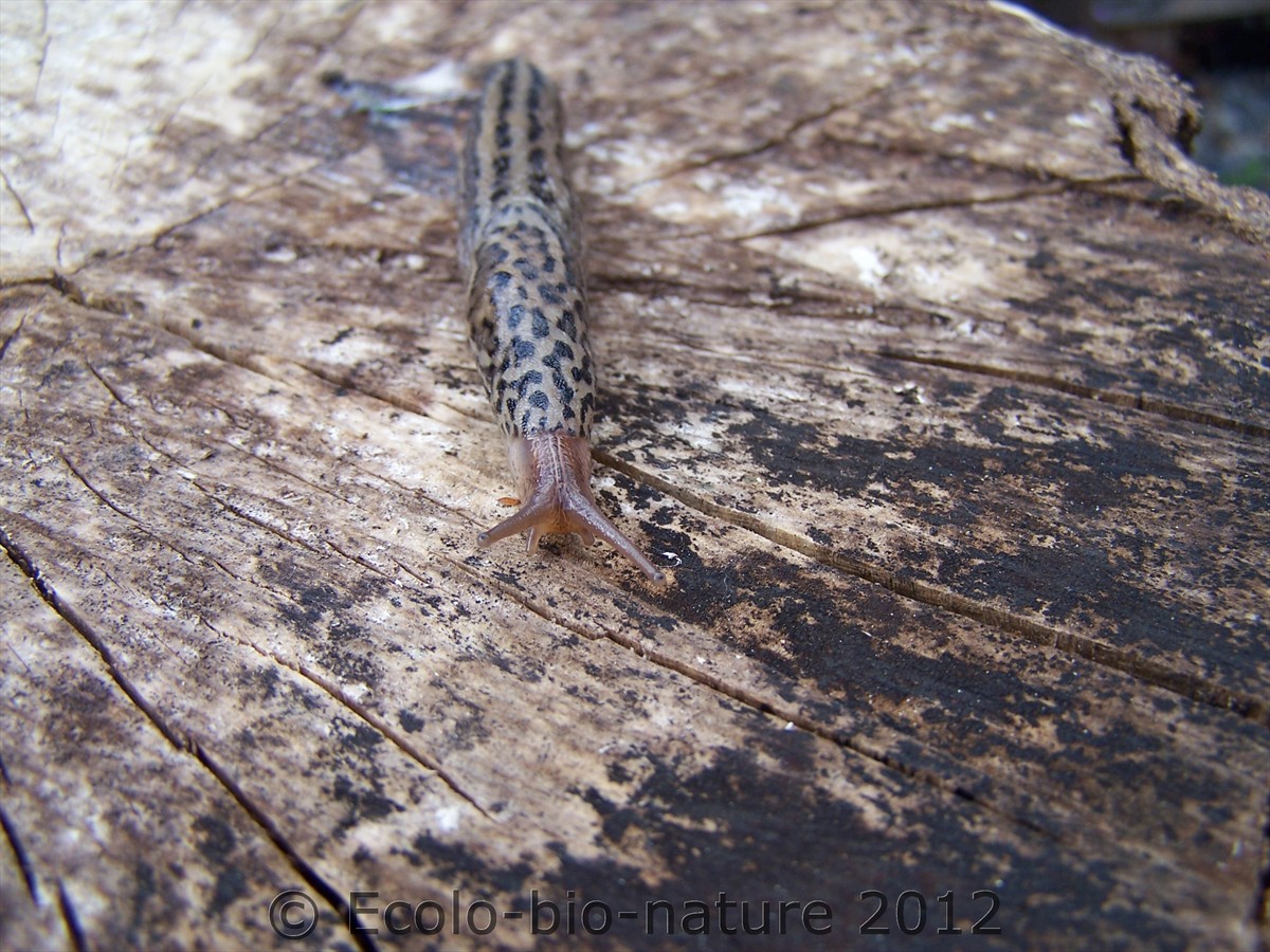 La limace tigrée : une limace mangeuse de limace