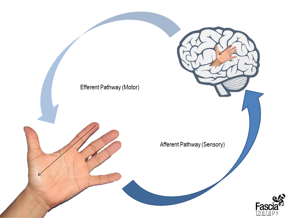 The Fascia Therapy Blog: Brain Exercises for Cerebral Palsy: Sensory ...