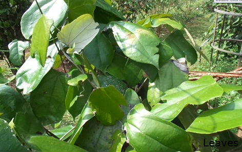 PERIYAR spice and ayurvedic garden: Maramanjal [Tree Turmeric]