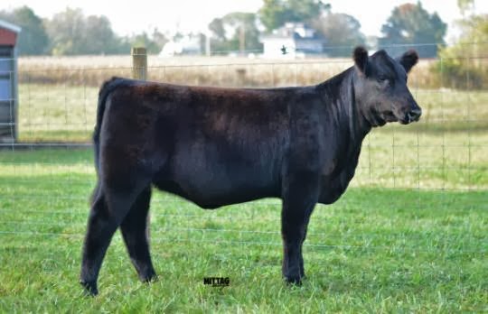 MITTAG Blog: Angus Heifer SELLS