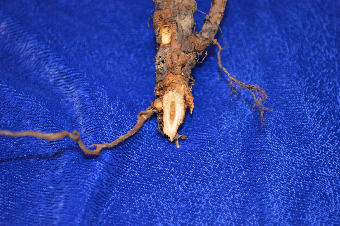 University of Illinois Plant Clinic: Phytophthora root and crown rot ALERT!