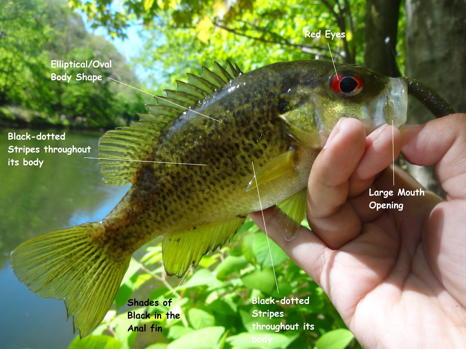 Extreme Philly Fishing: Be a "Sunfish Expert:" A Simple Guide for ...