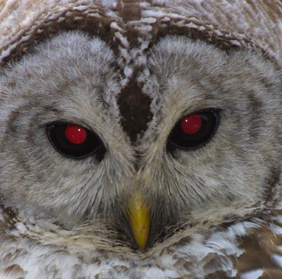 All of Nature: Red Eye Champions-Nocturnal Animals