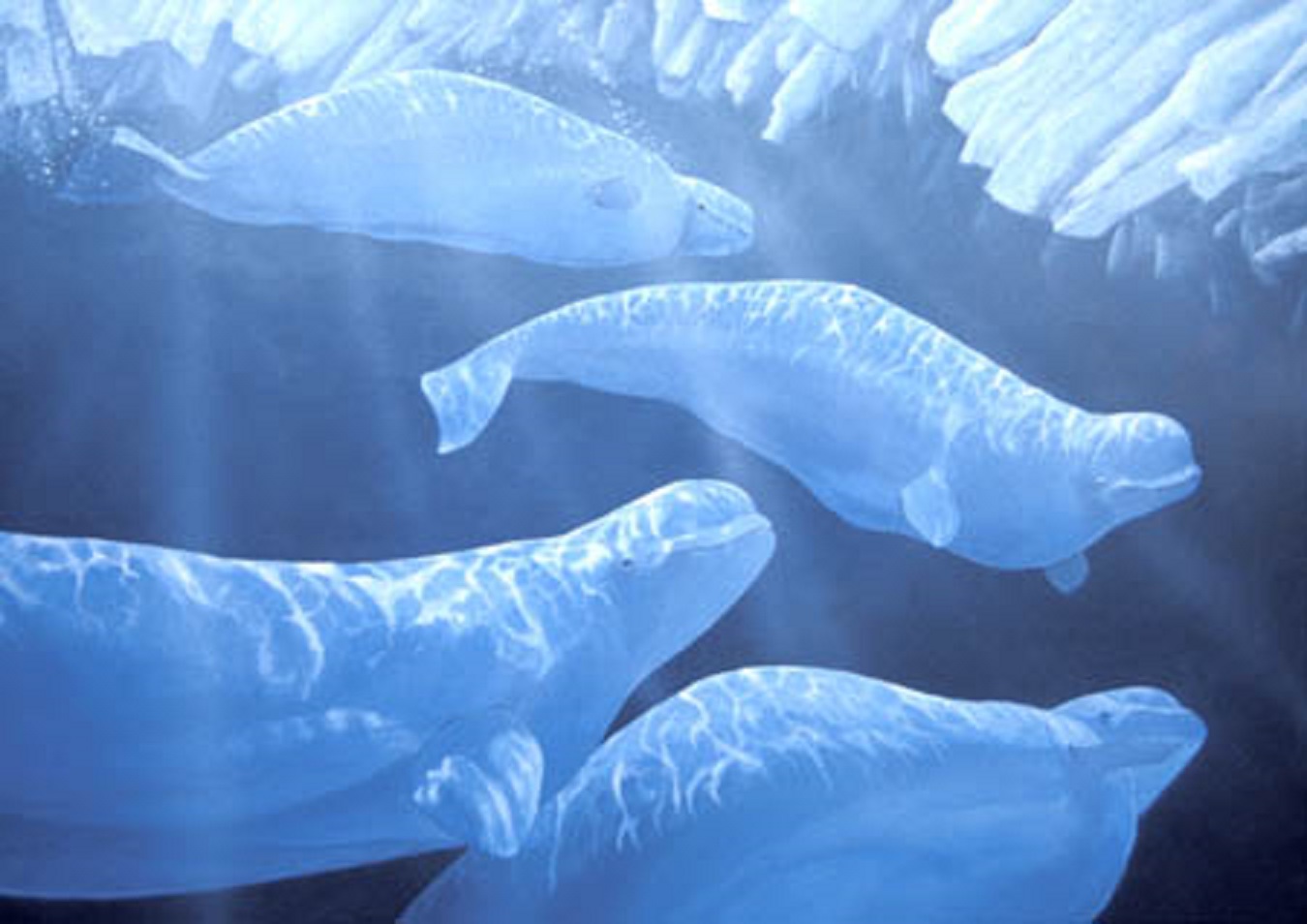 Pueblos en el hielo: INUIT DEL DELTA DEL MACKENZIE (Inuvialuit)