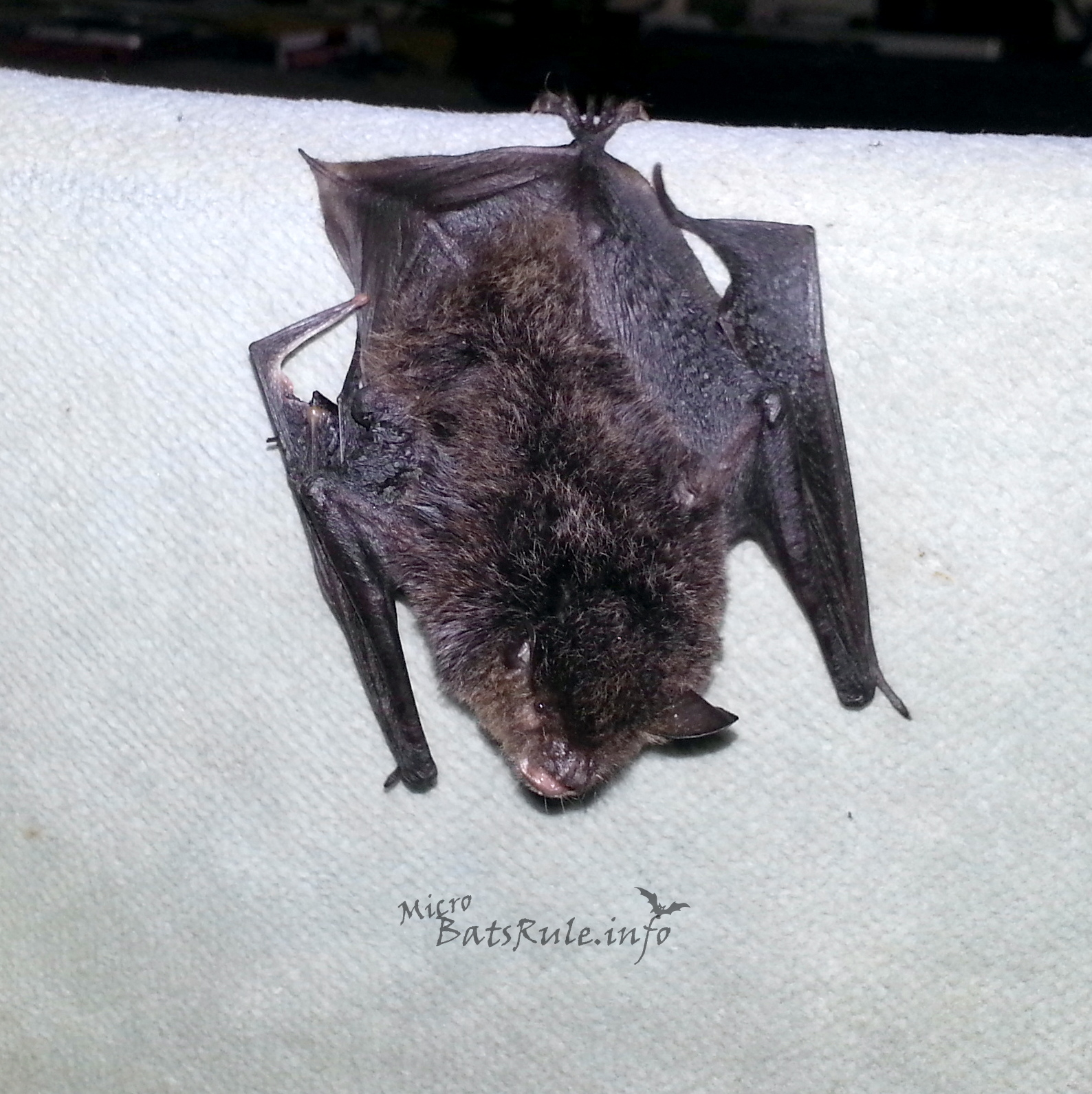 Rescue | Microbat in care | Myotis Macropus, Southern Myotis ...