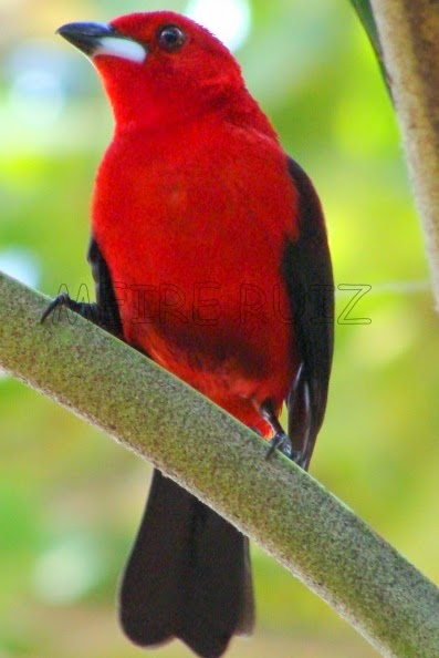 BLOG DO PARCEIRO: Tiê-sangue - Ramphocelus bresilius (L.)