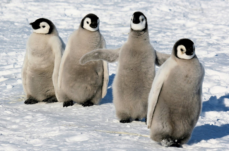 Emperor Penguin | The Biggest Animals Kingdom