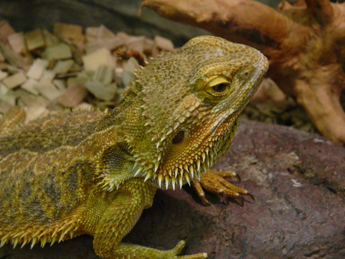 LA MULTI ANI, ROMANIA!: Animale de casa - soparle