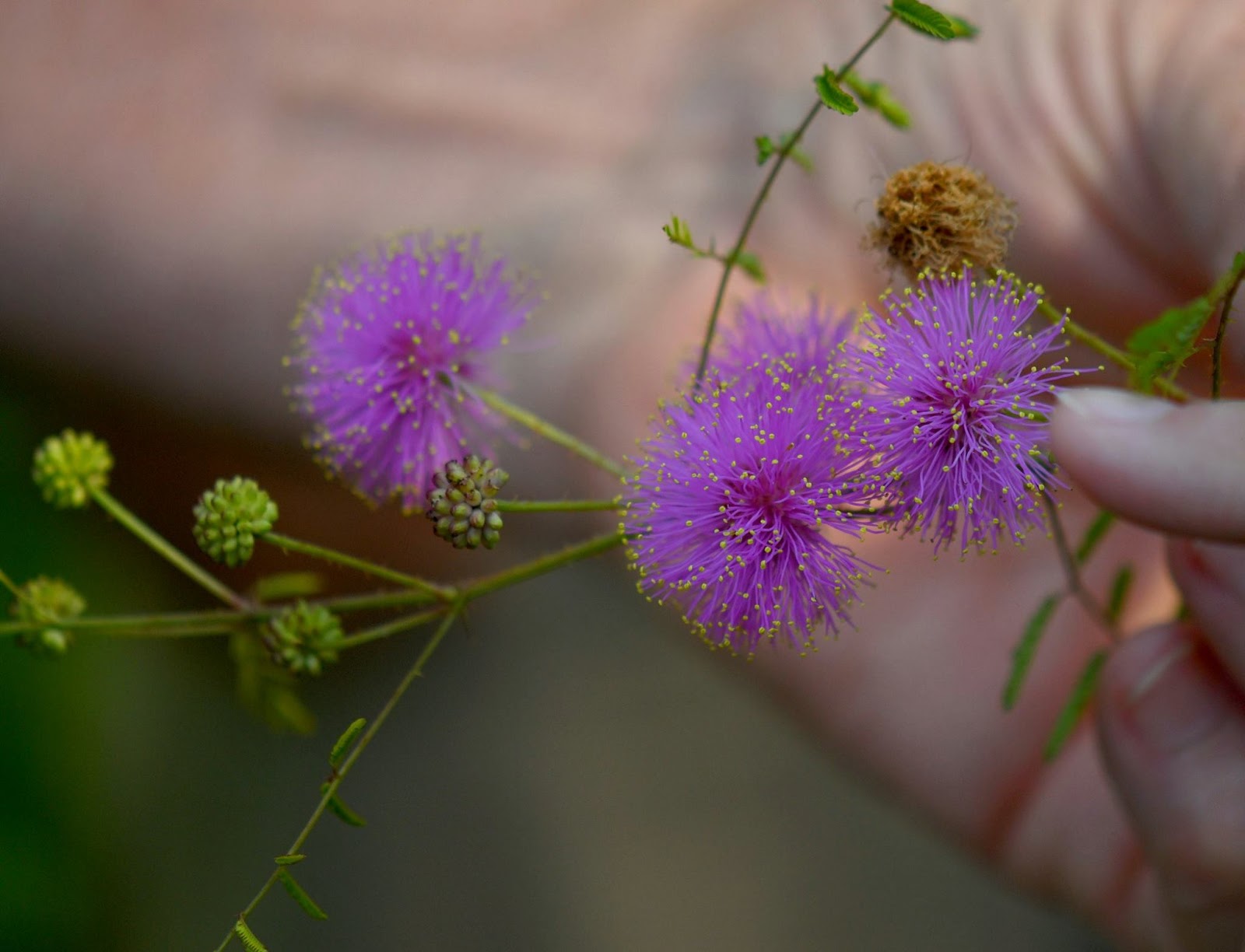 Nature Ramblers: Ramble Report June 7 2018