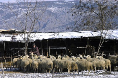 ΣΤΟ ΡΕΘΥΜΝΟ ΤΟ ΒΡΑΔΥ... ΤΟΥ ΕΚΛΕΨΑΝ 170 ΠΡΟΒΑΤΑ ΑΠΟ ΤΗΝ ΣΤΑΝΗ ΠΟΥ ΒΡΗΚΕ ...
