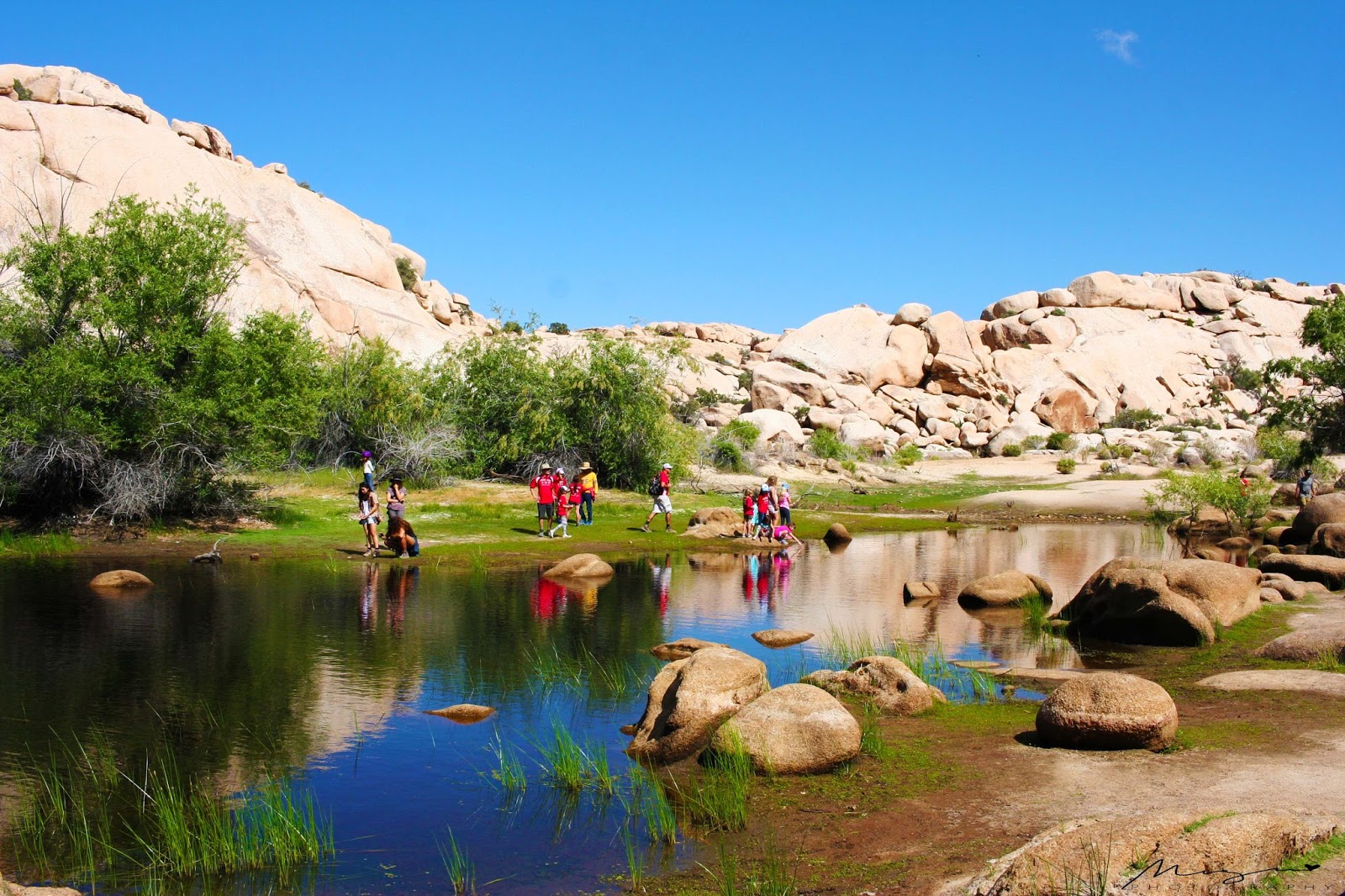 CALIFORNIA: Joshua National Park
