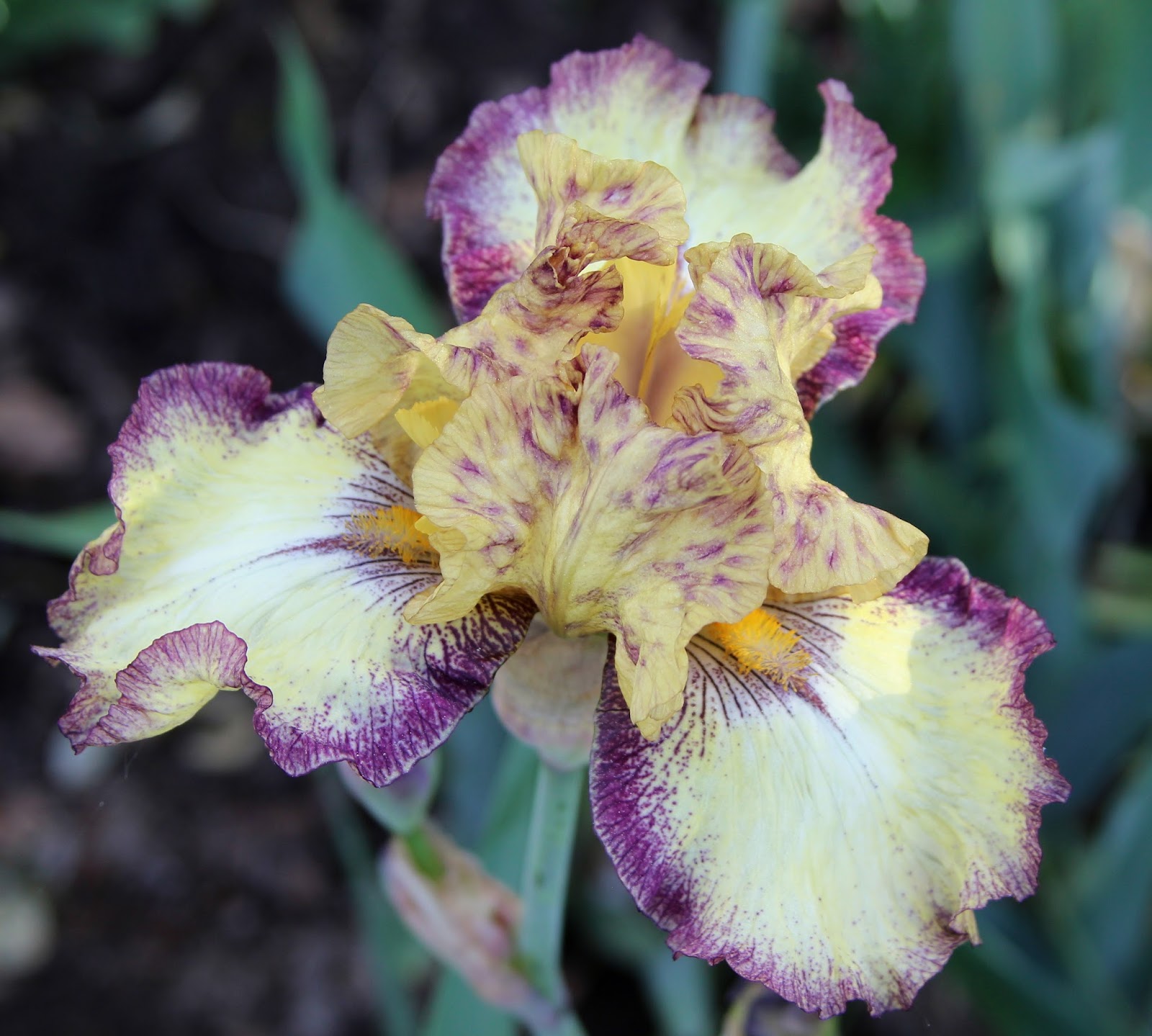 World of Irises: "Talking Irises" TALL BEARDED IRISES: ELEGANT ...