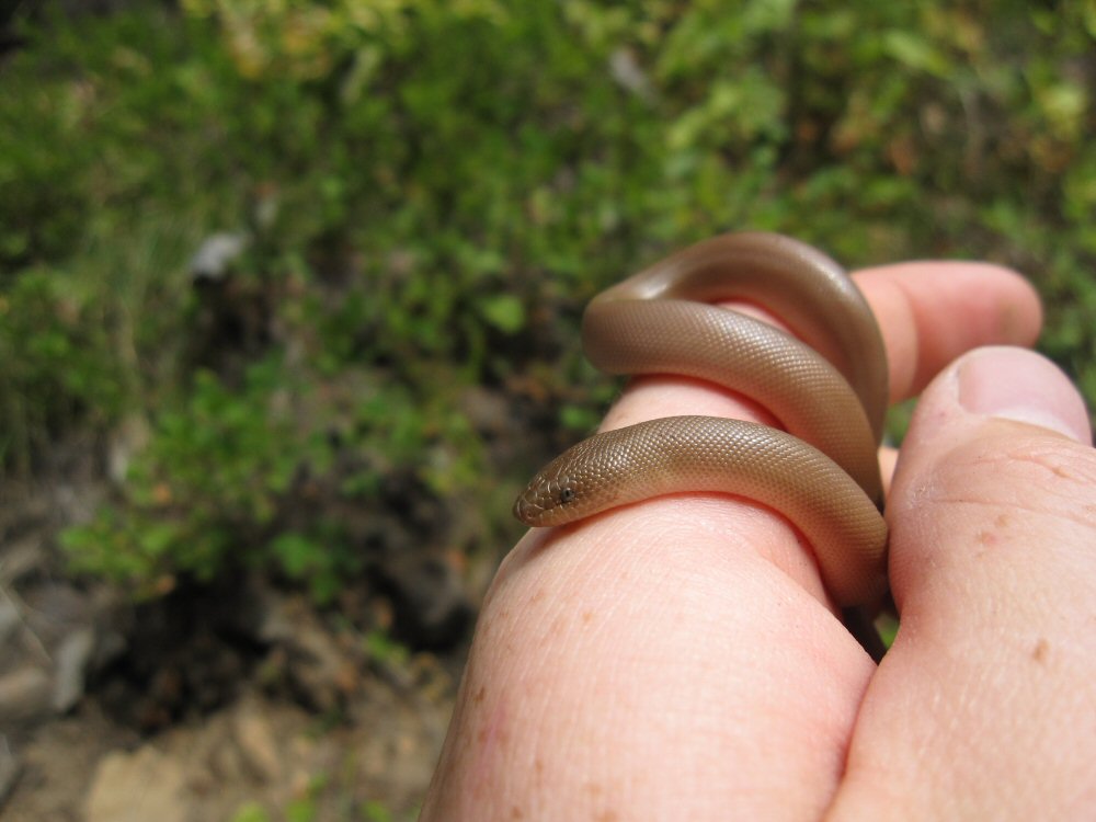 The Dish on Fish: The Walla Walla River basin...it's not just for bull ...