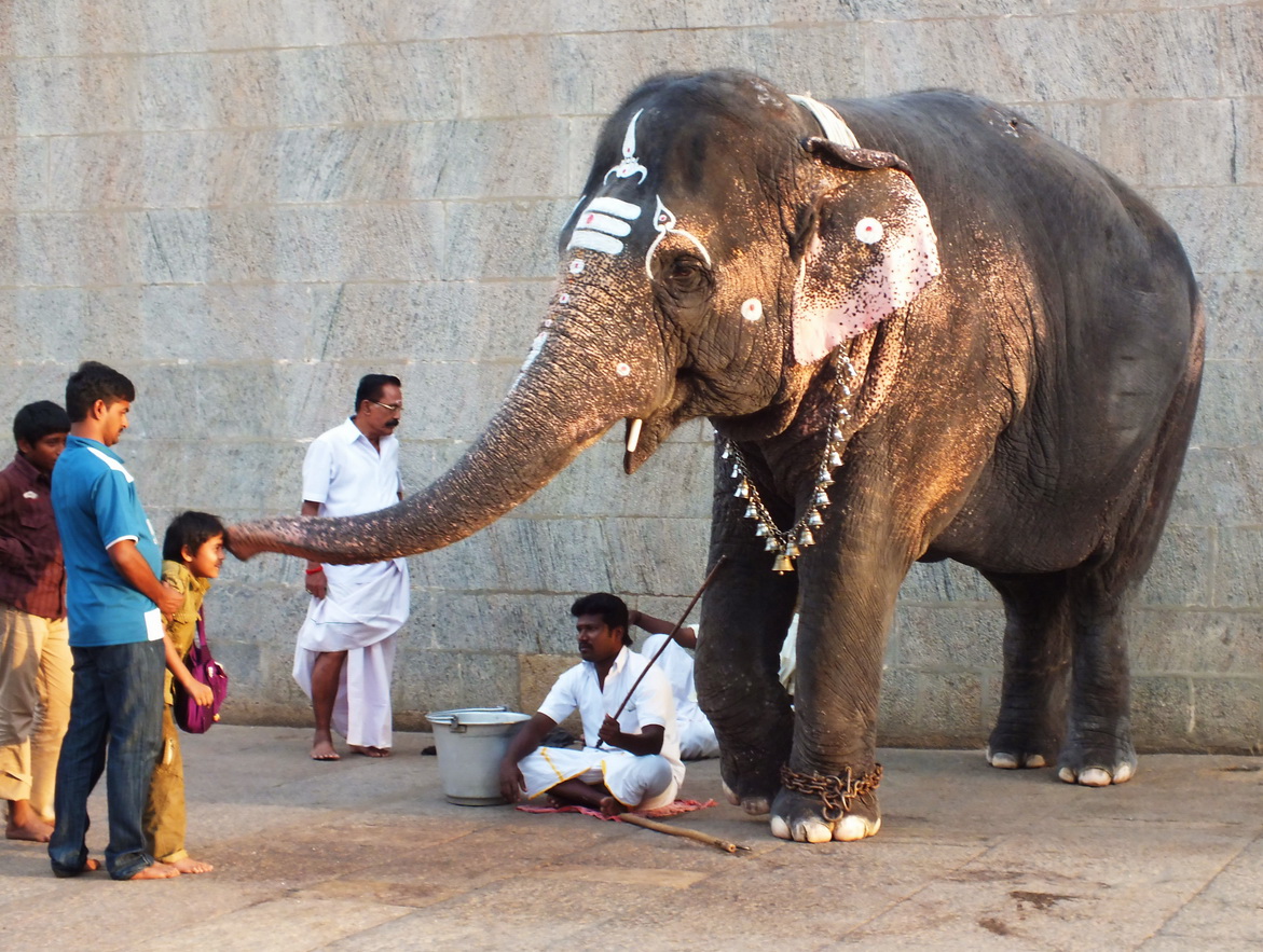 OM TAT SAT: Work as Temple Elephant