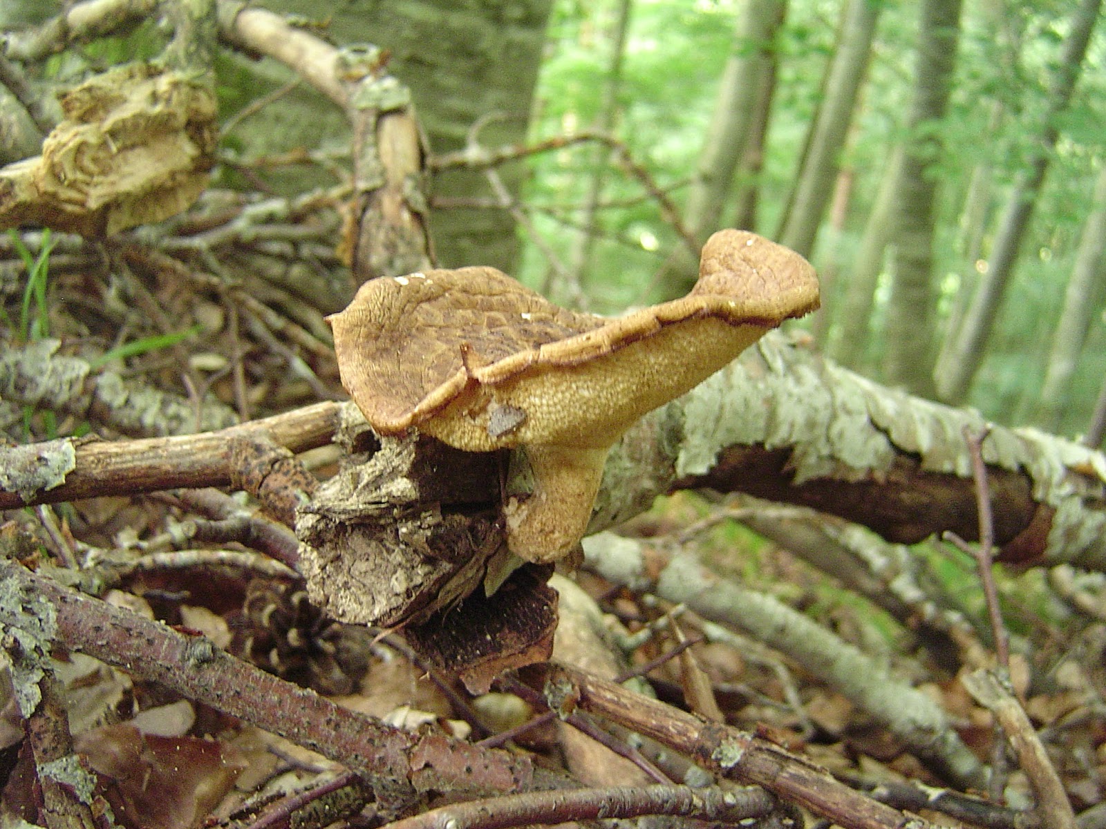 Mad Hatter: ARRECIFES TERRESTRES