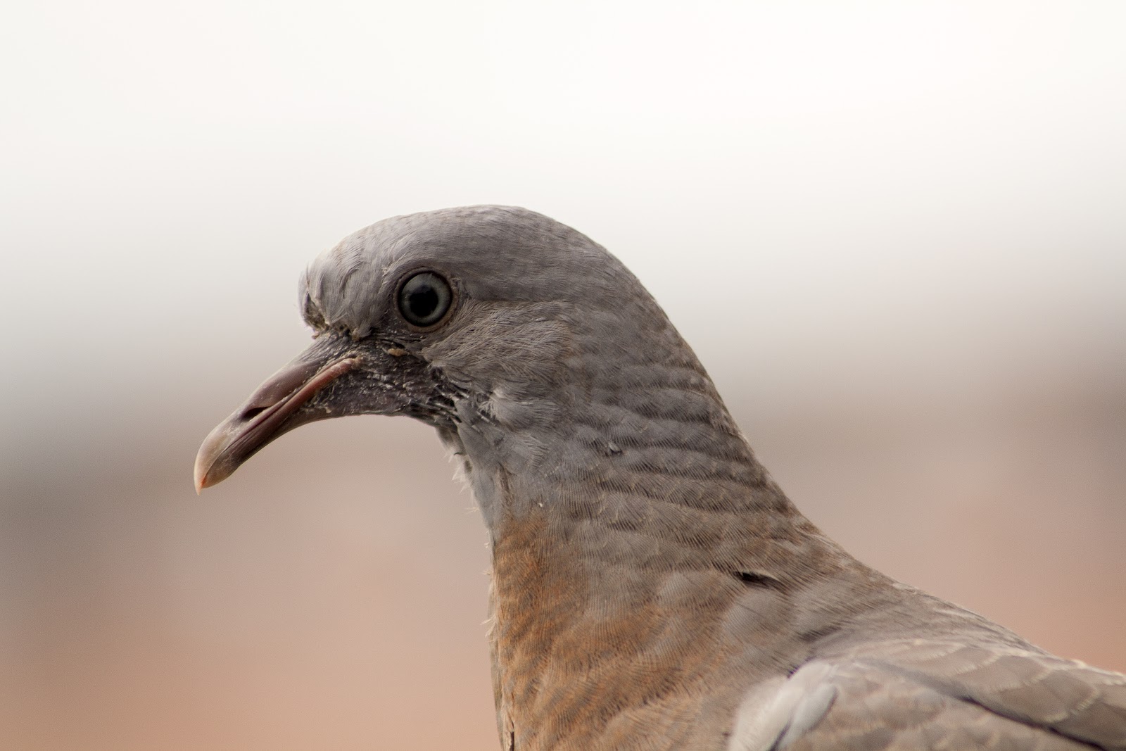 Cork city wildlife: Weird pigeon
