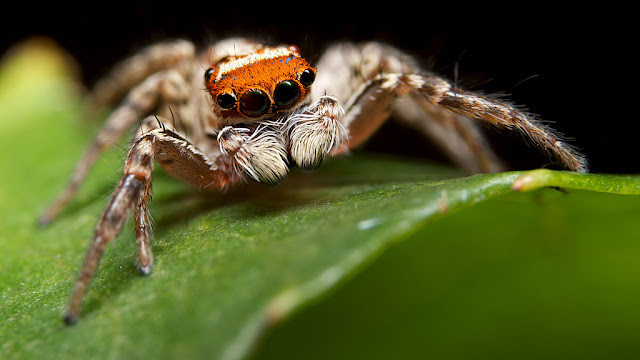 ムシをデザインしたのはダレ？: ミスジハエトリ