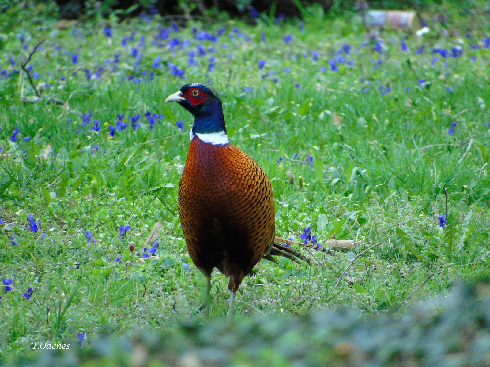 PASARI DIN ROMANIA: FAZAN, Phasianus colchicus